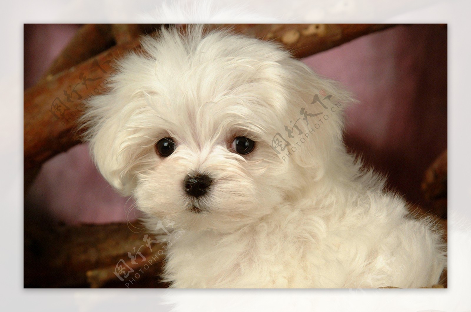 比熊犬图片素材-编号10013196-图行天下