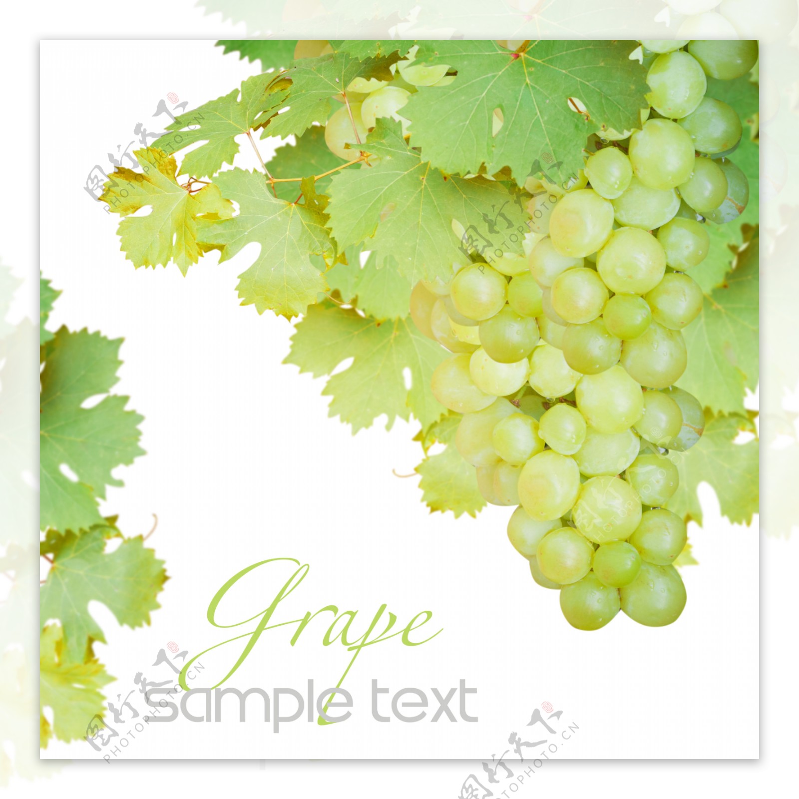 葡萄图片素材-编号10060616-图行天下