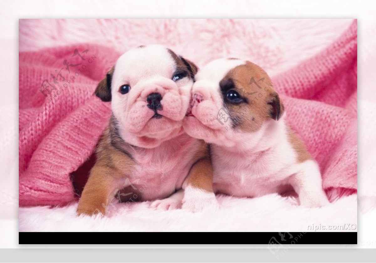 小狗壁纸图片素材-编号10069336-图行天下