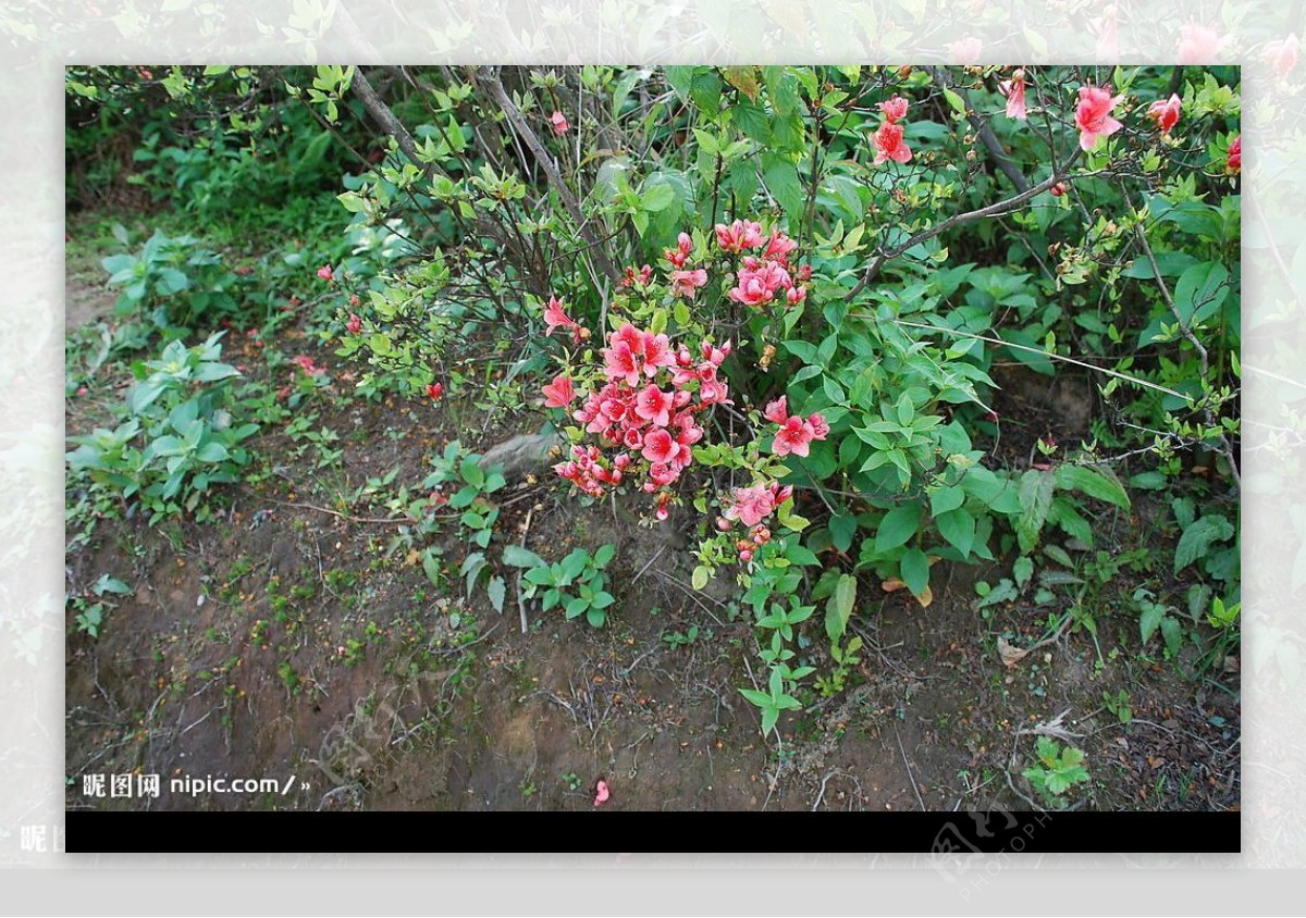 映山红图片素材-编号14087416-图行天下