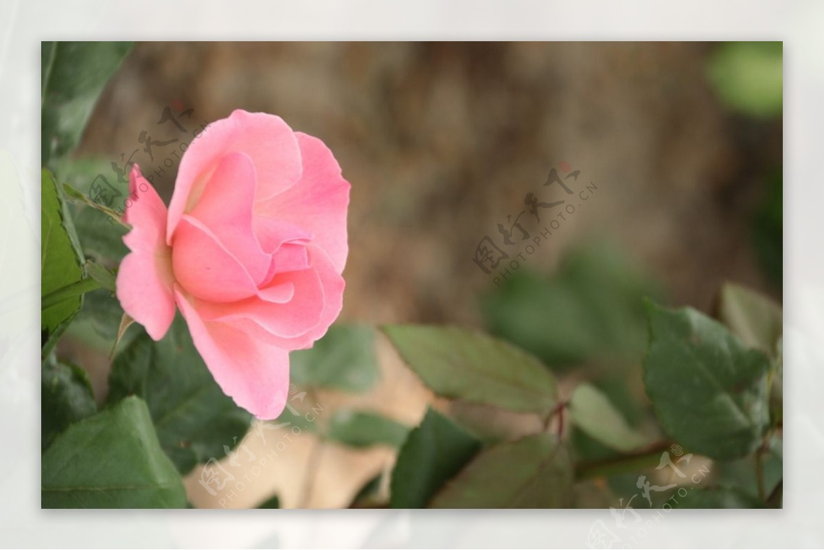 粉色月季花图片素材-编号14503306-图行天下