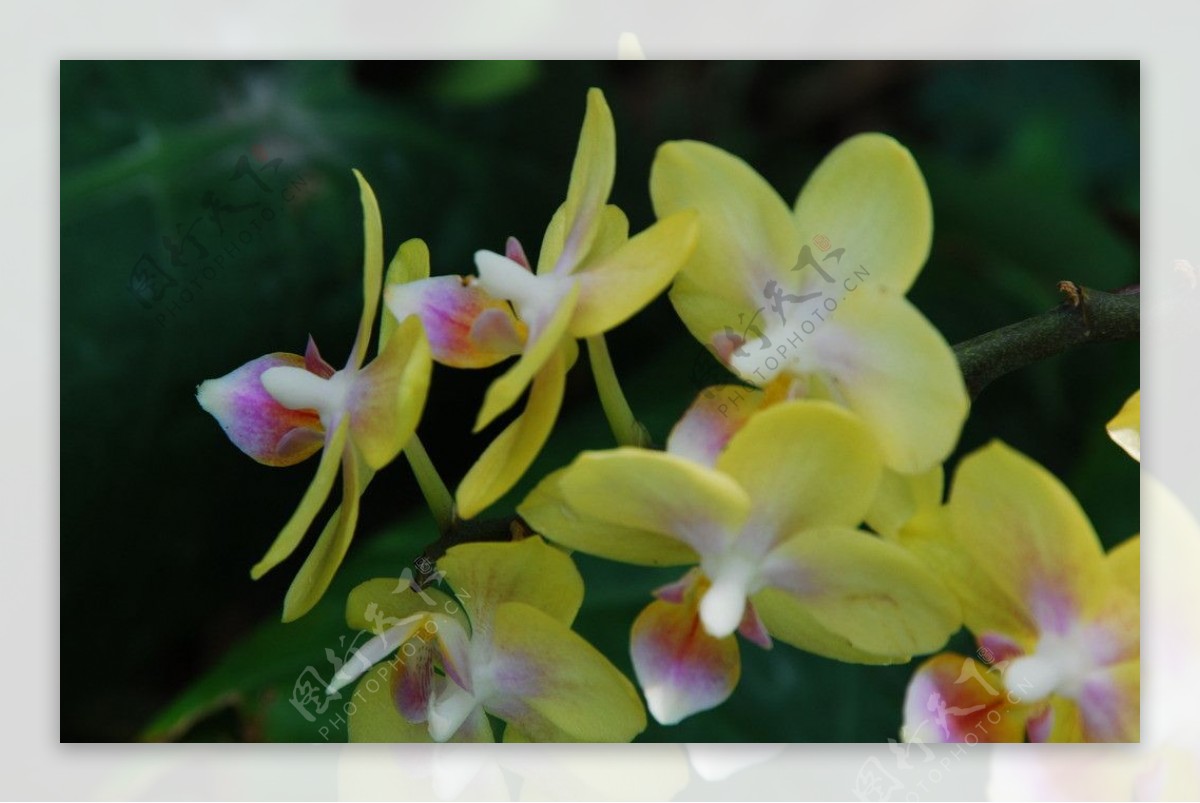 热带花图片素材-编号14740816-图行天下