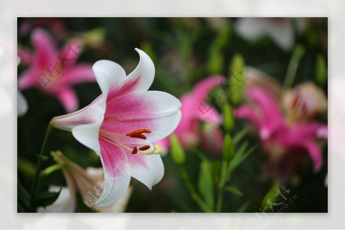 百合花图片素材-编号15066786-图行天下
