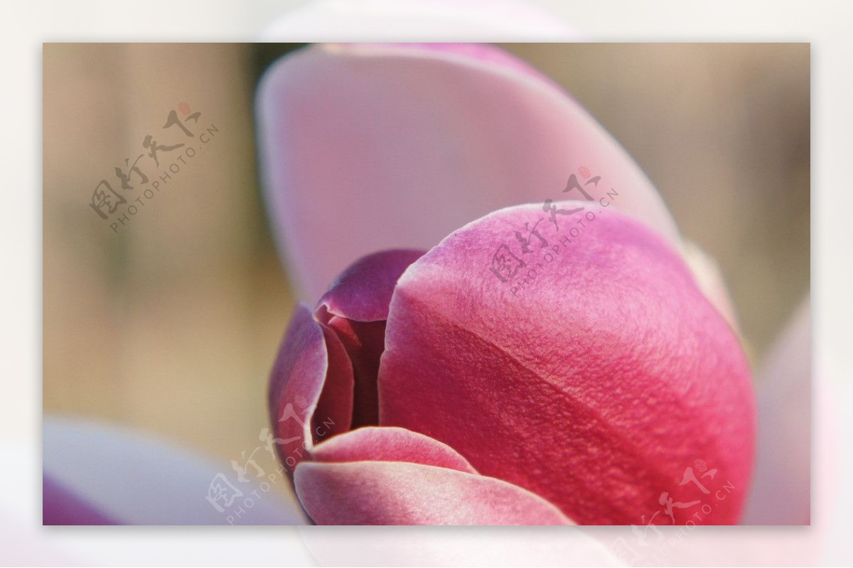 玉兰花图片素材-编号15283296-图行天下