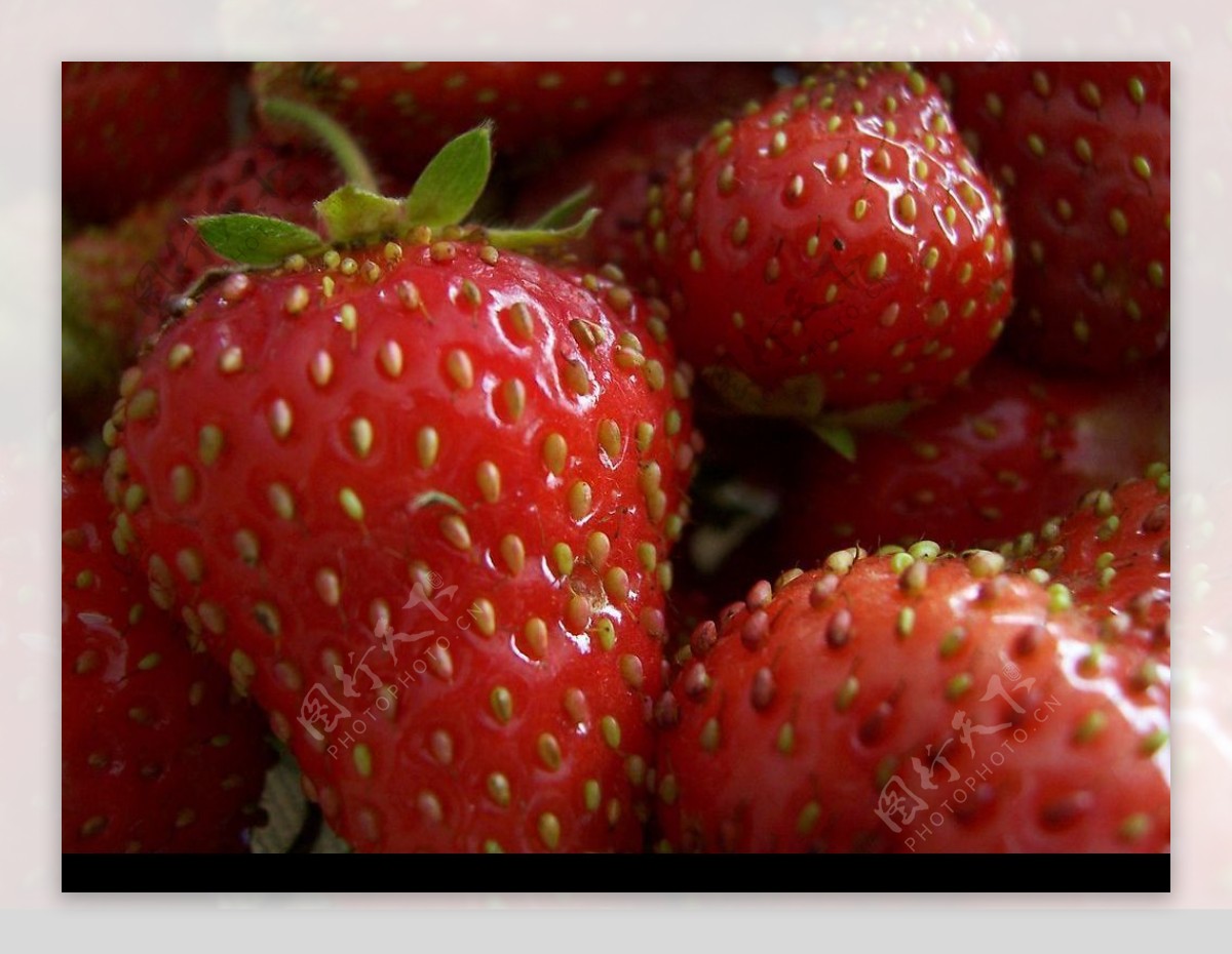 红色草莓图片素材-编号15332176-图行天下