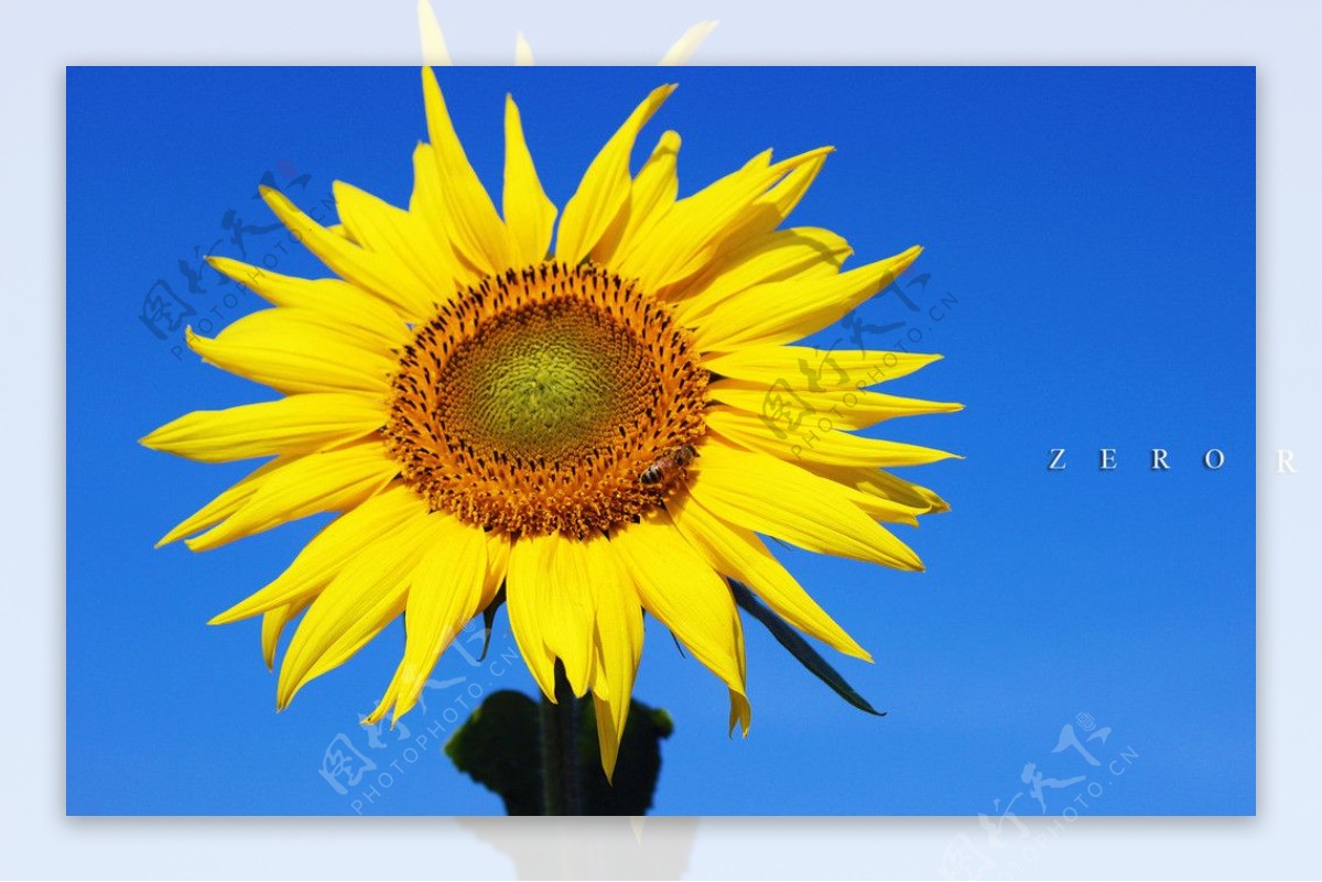 向日葵图片素材-编号15365706-图行天下