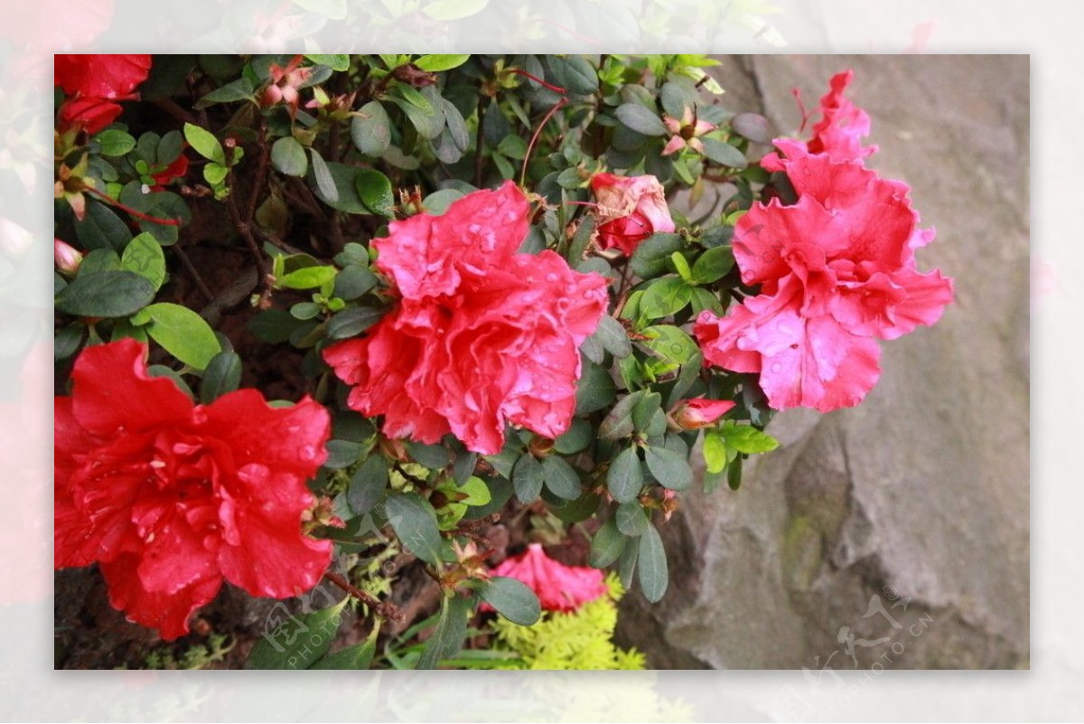 映山红图片素材-编号15903736-图行天下