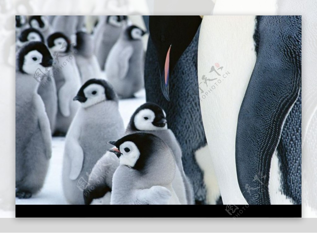 企鹅世界0222图片素材-编号19852646-图行天下