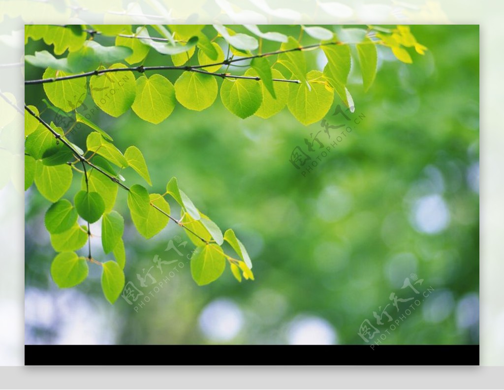 绿叶0023图片素材-编号19981476-图行天下