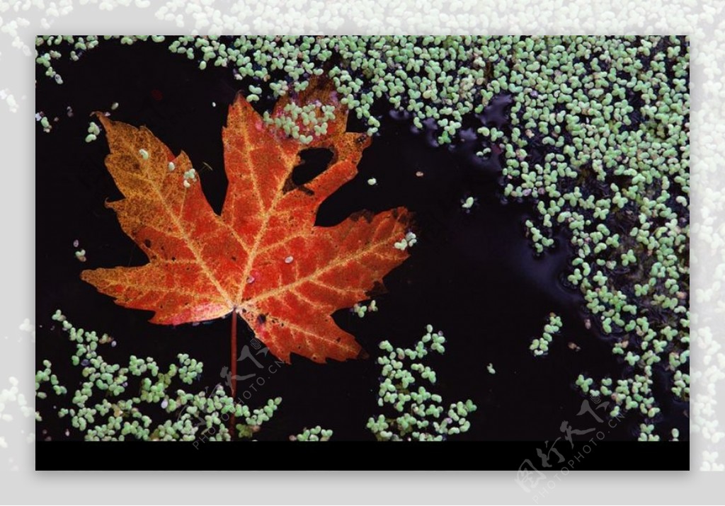 茂盛叶子0162图片素材-编号20044306-图行天下