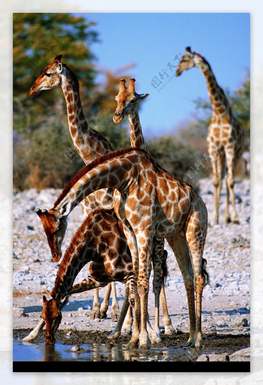 珍稀动物0127图片素材-编号20179166-图行天下