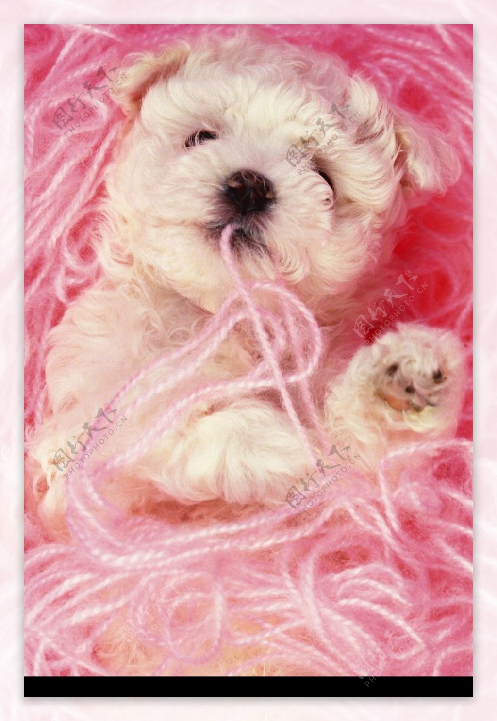 可爱狗狗0008图片素材-编号20181566-图行天下