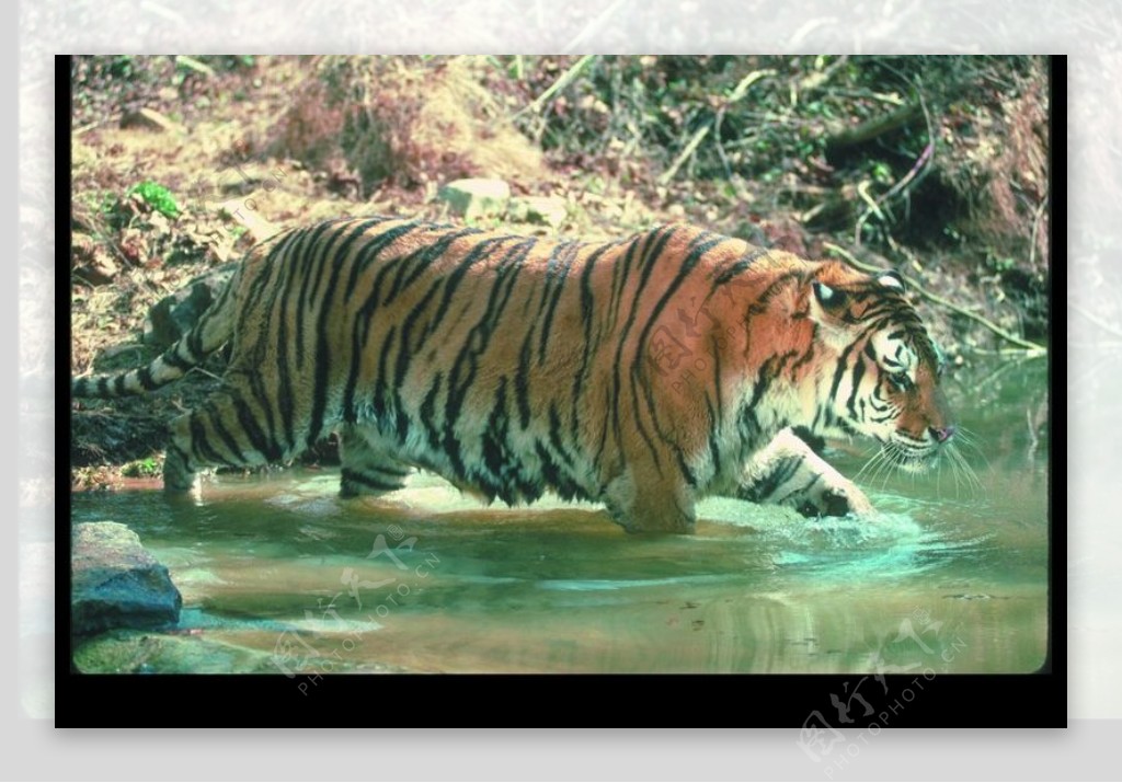 狮虎豹0061图片素材-编号20201956-图行天下