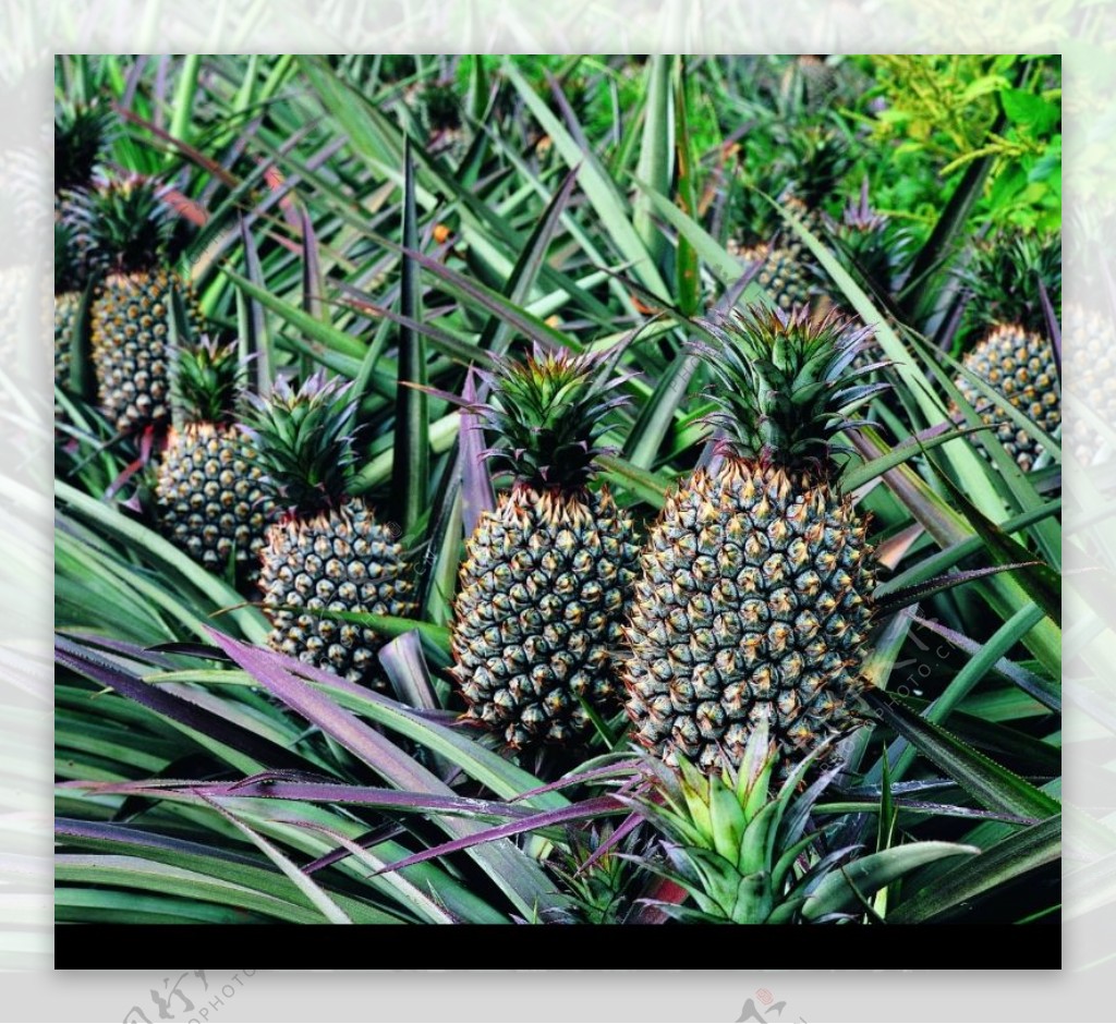 果园风光0053图片素材-编号20267086-图行天下