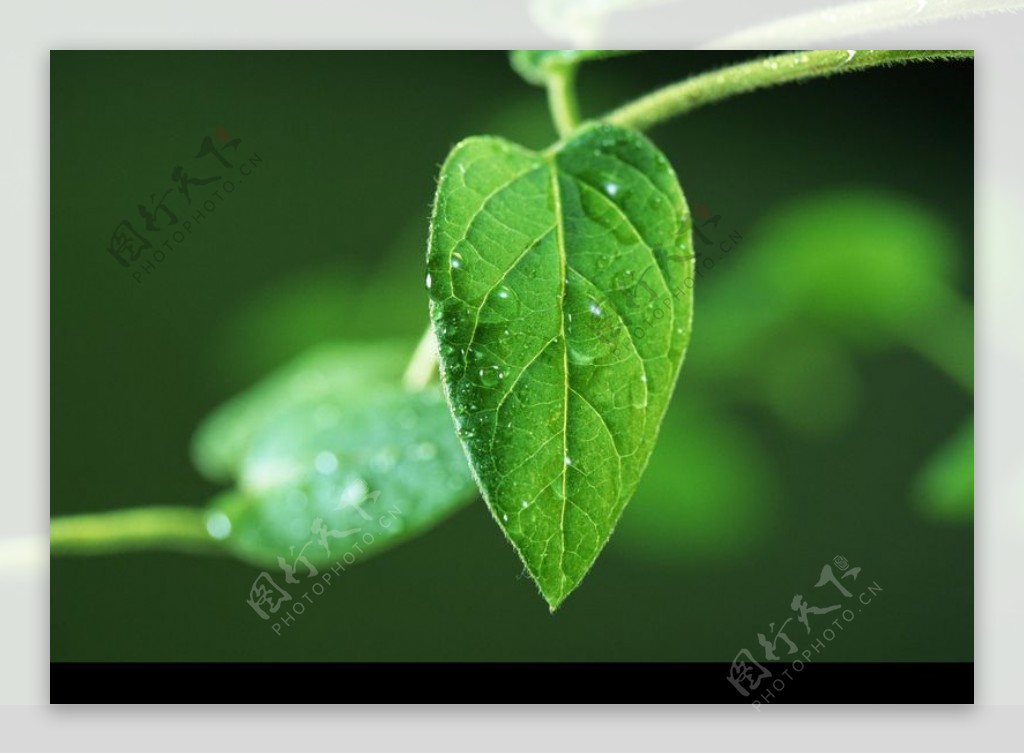 新绿叶0076图片素材-编号20267646-图行天下