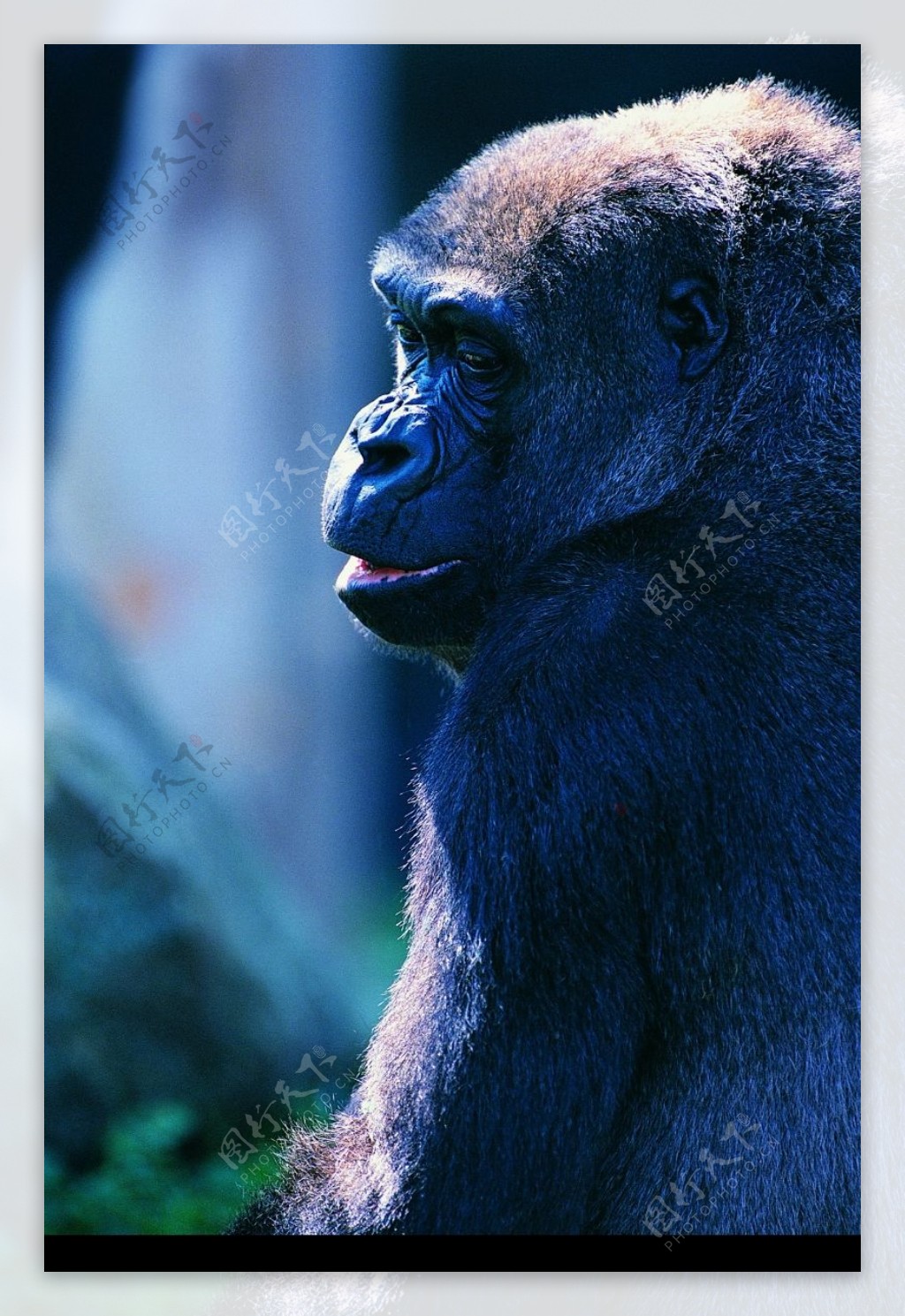 猴也疯狂0280图片素材-编号20276856-图行天下