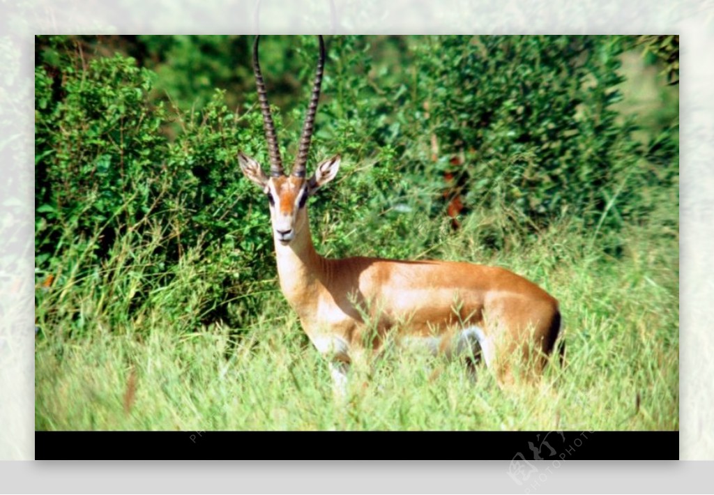 动物世界0008图片素材-编号20293366-图行天下