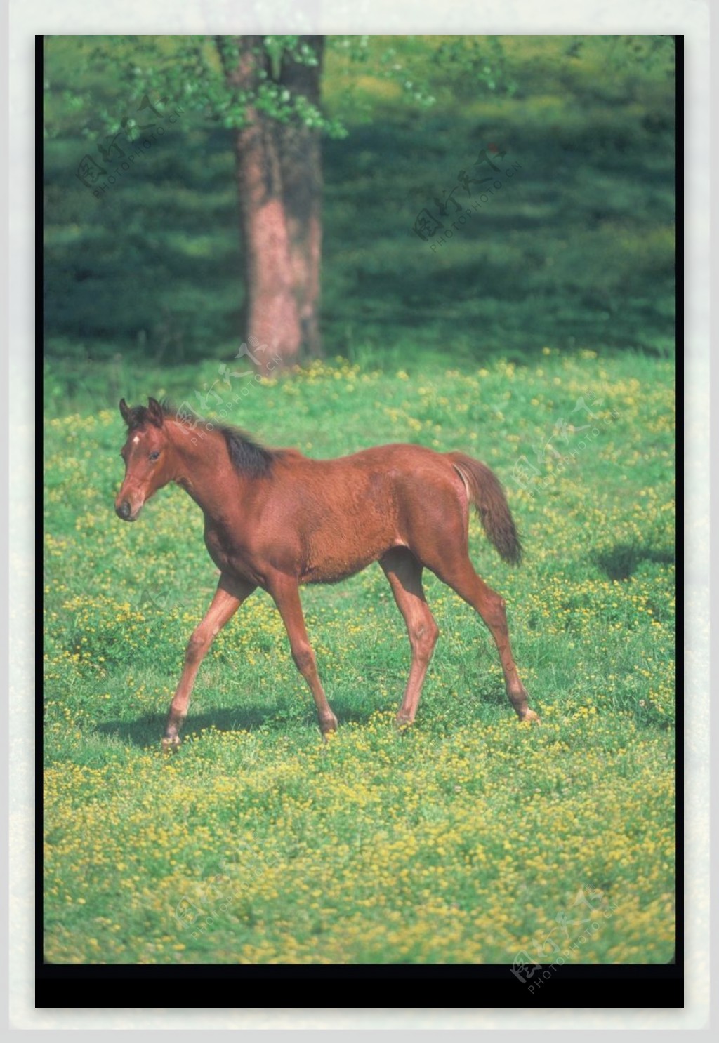 马0015图片素材-编号20413546-图行天下