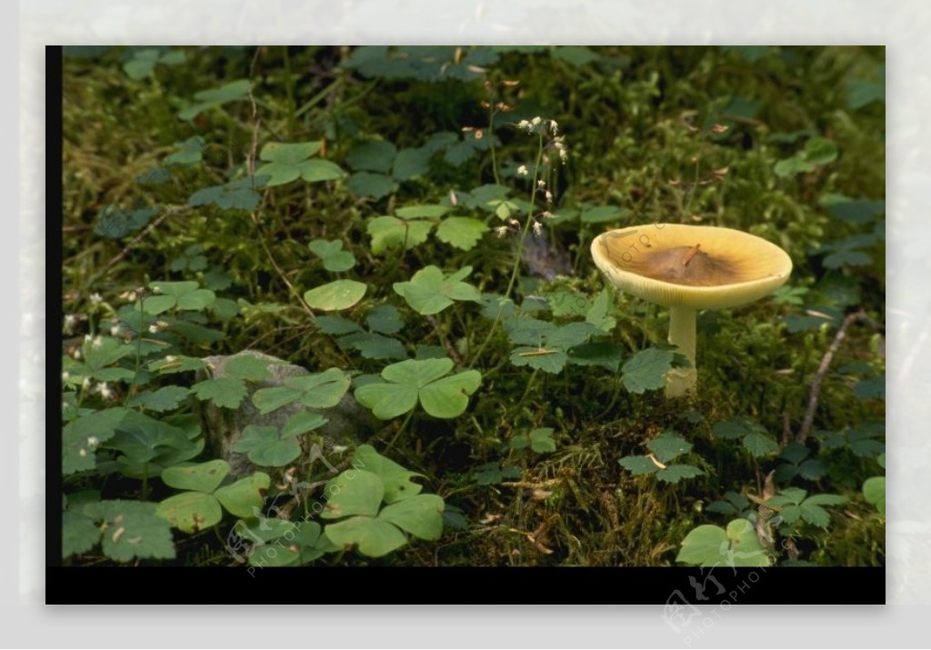 野生蘑菇0033图片素材-编号20435626-图行天下