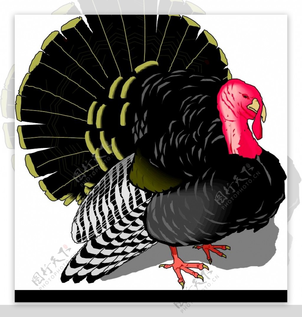 鸟类动物0773图片素材-编号20617136-图行天下