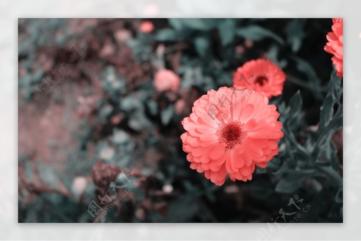 花图片素材-编号24045606-图行天下