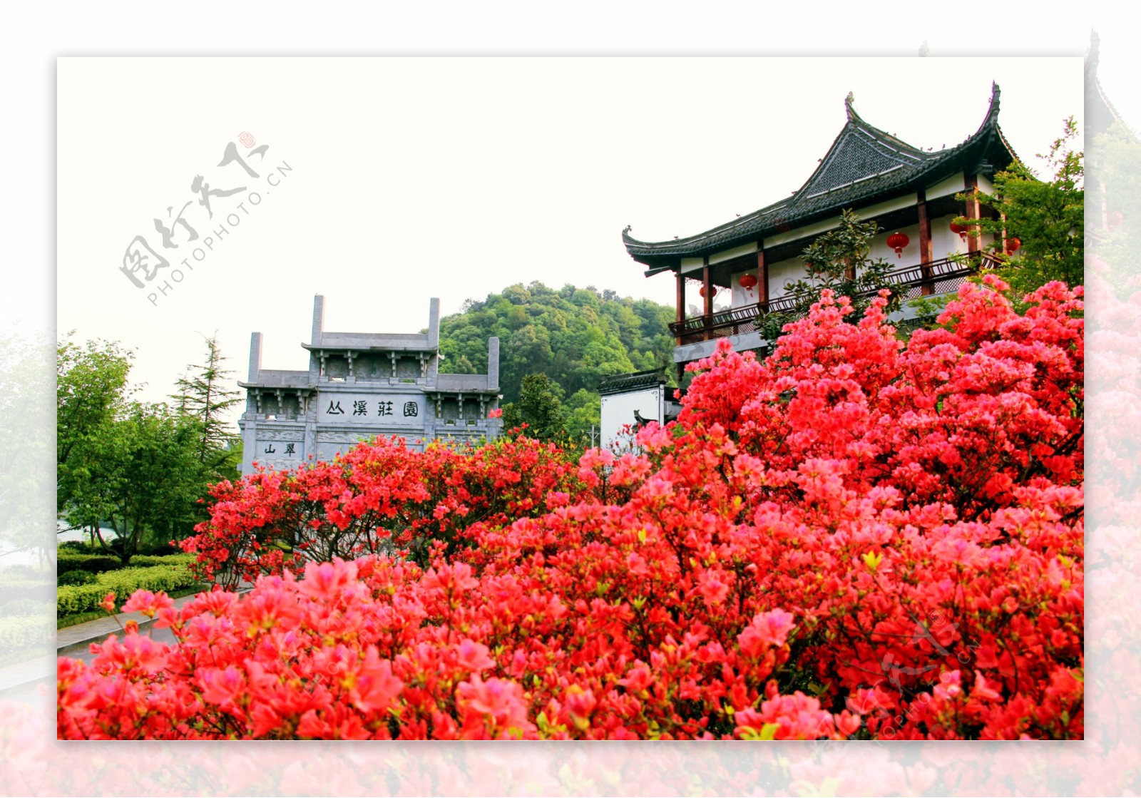 映山红图片素材-编号25548186-图行天下