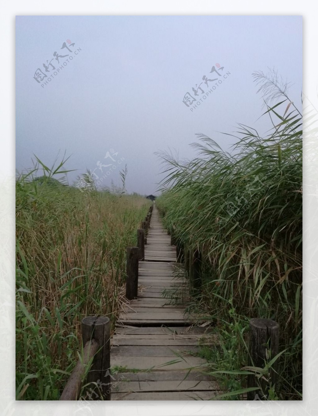 小路芦苇荡乡间小路图片素材-编号29536336-图行天下