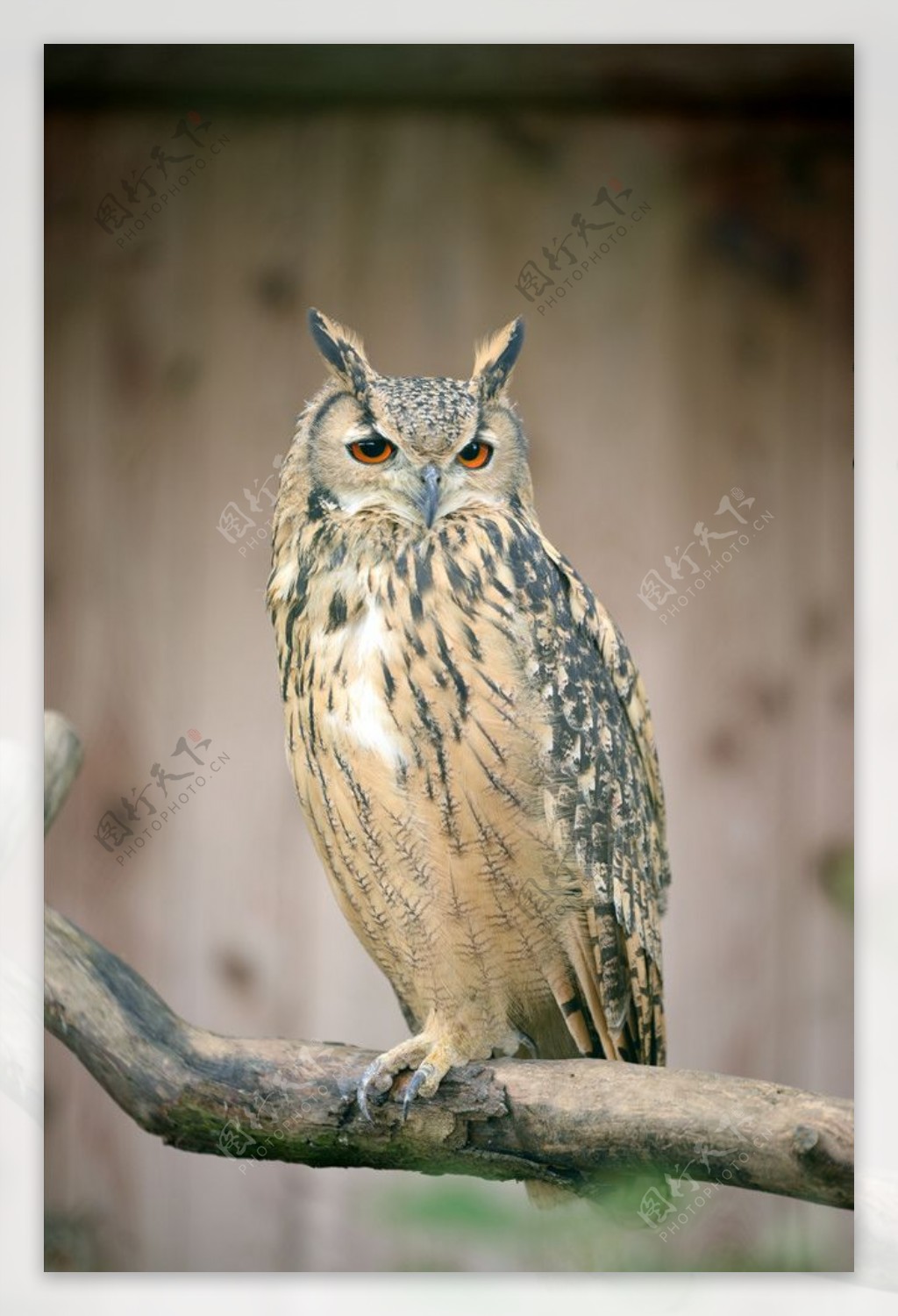 猫头鹰图片素材-编号30169246-图行天下