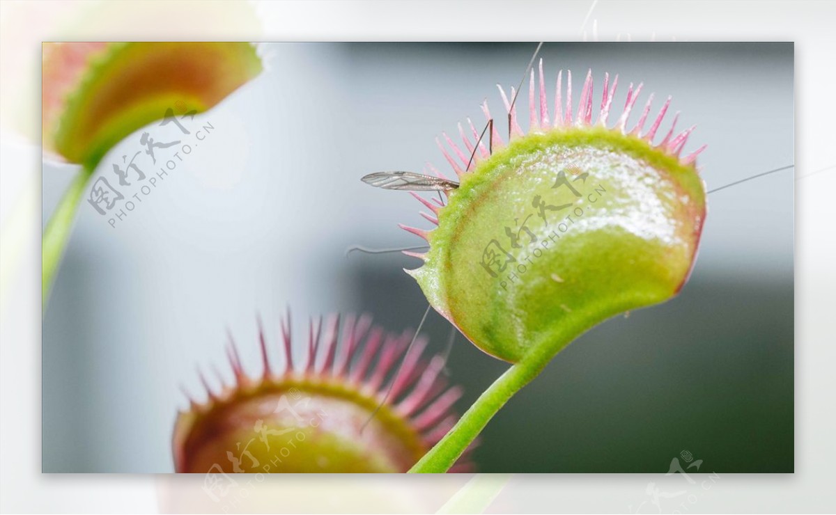 植物特写图片素材-编号30346896-图行天下