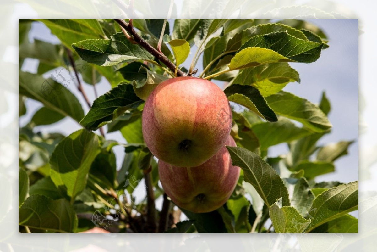 树上的苹果图片素材-编号35362226-图行天下