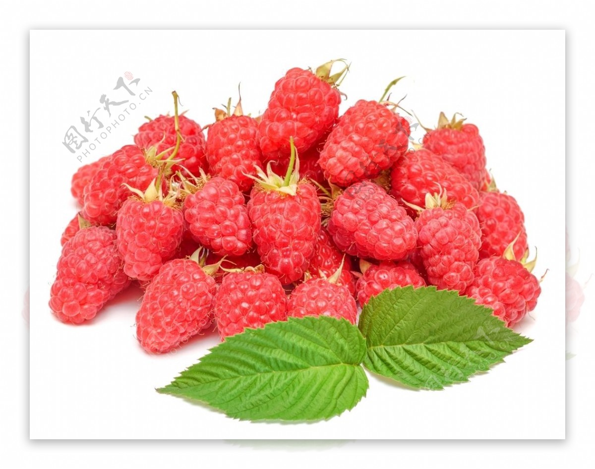 树莓图片素材-编号39721946-图行天下